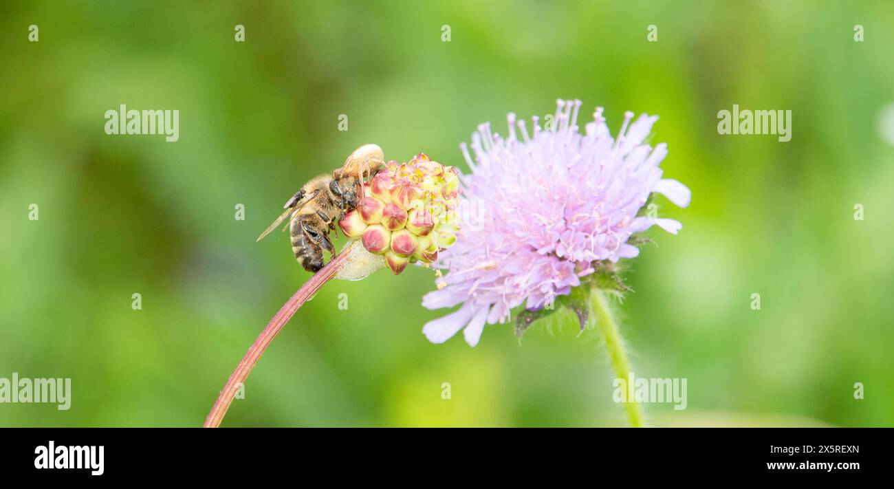 Dead honey bee on a clover flower, spider and fly eating the insect ...