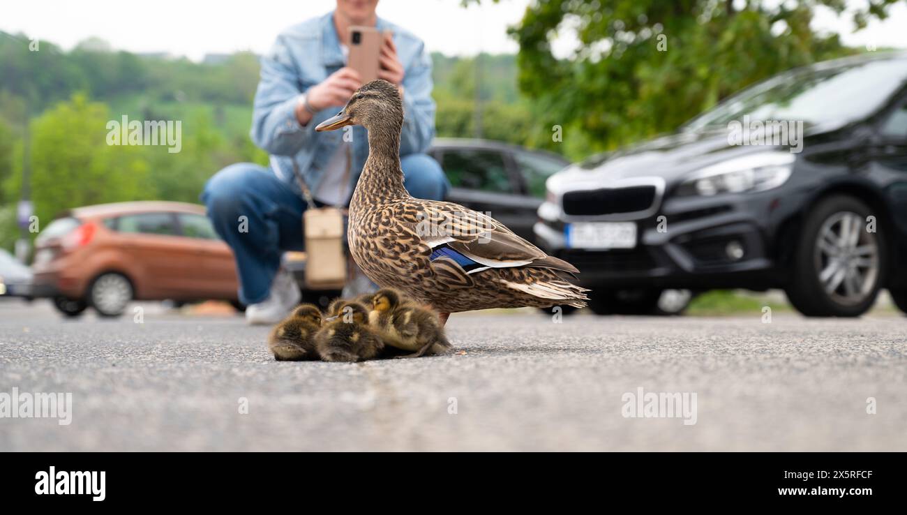 Duck family walking on a city road with cars, people trying to rescue ...