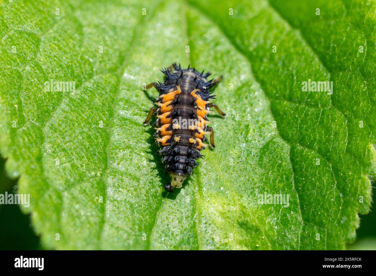 Close-up of a larva of the Asian lady beetle (Harmonia axyridis Stock ...