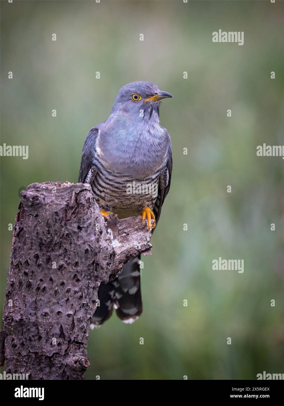 Cuckoo bird england hi-res stock photography and images - Alamy