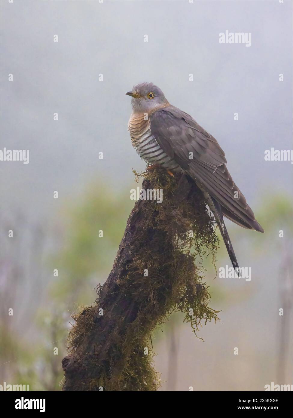 Female Cuckoo Perched Stock Photo - Alamy