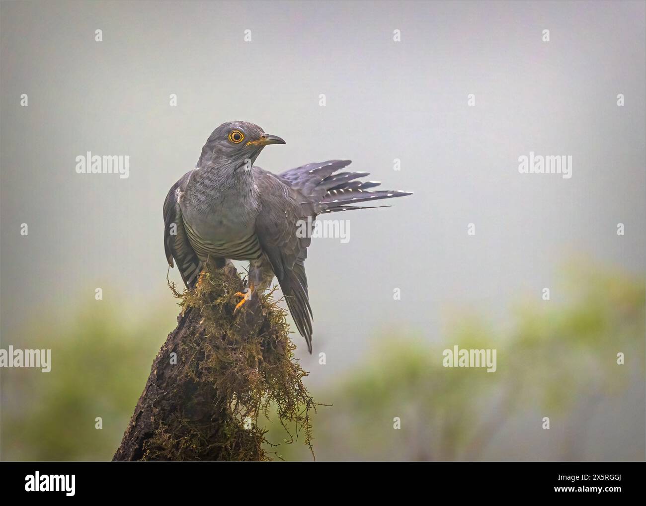 Dove gt hi-res stock photography and images - Alamy