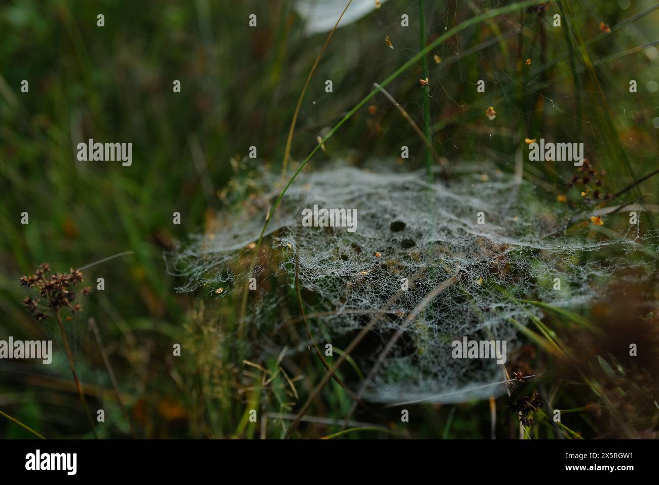 Webbed wonder hi-res stock photography and images - Alamy