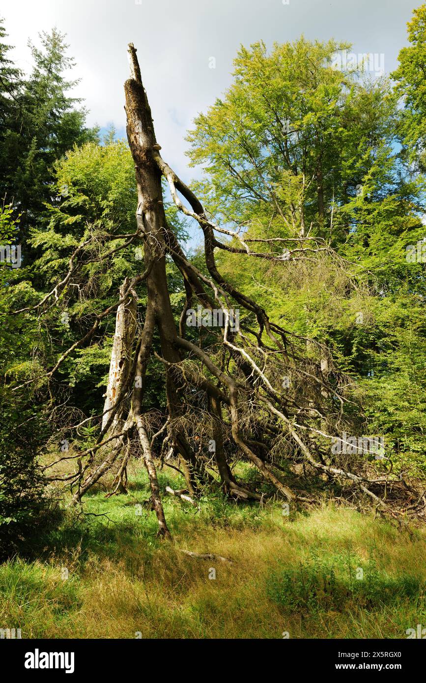 Amidst the vibrant greens of the deep forest, a fallen tree stands as a ...