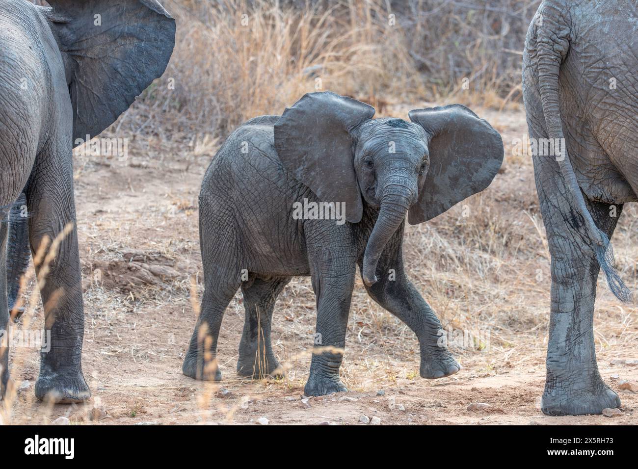 African elephant shaking ears hi-res stock photography and images - Alamy