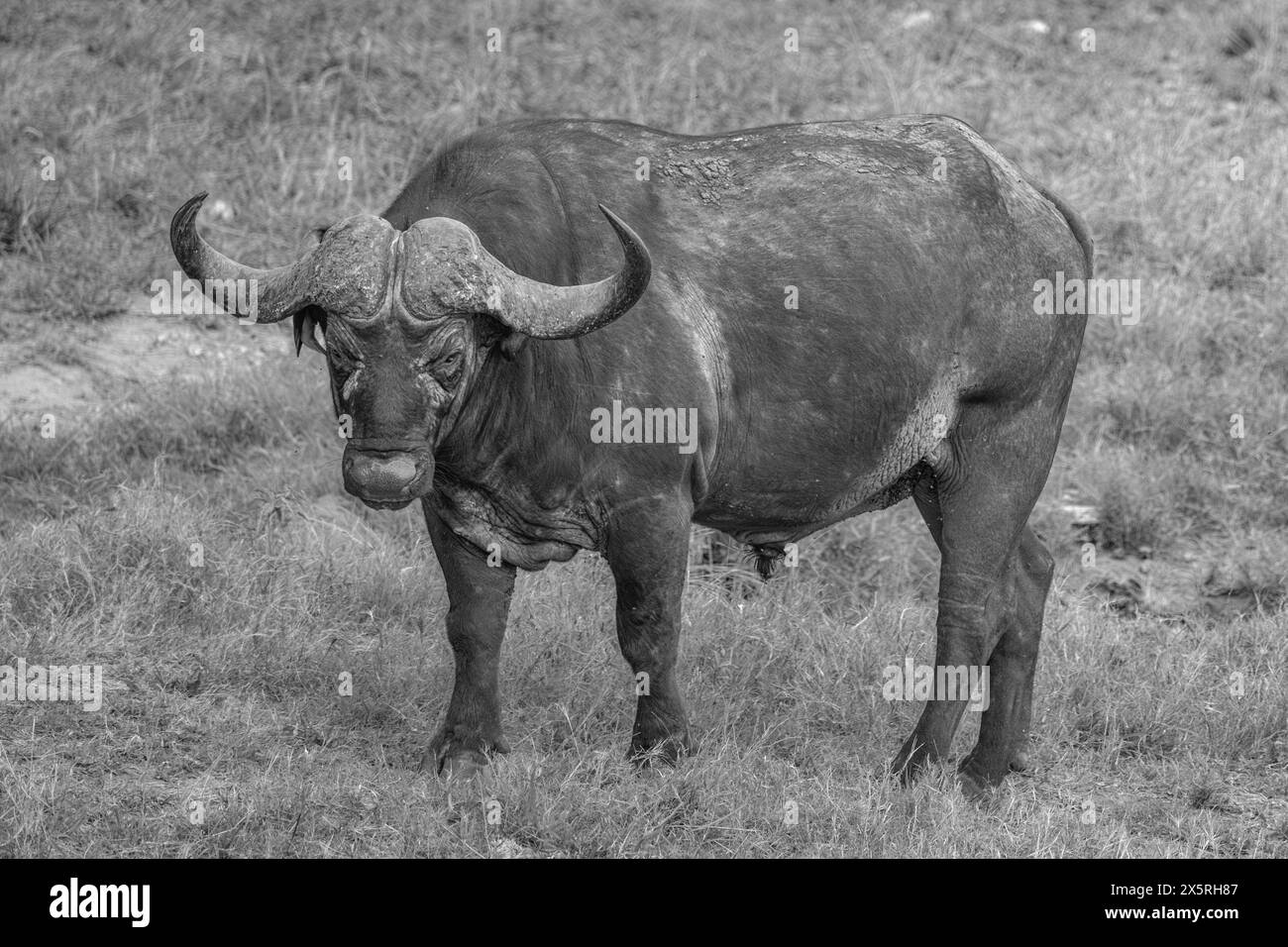 Male African Buffalo - black and white Stock Photo - Alamy