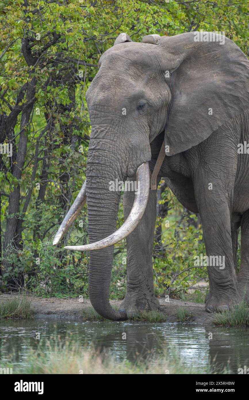 Large Bull elephant- large tusks ready to drink Stock Photo - Alamy