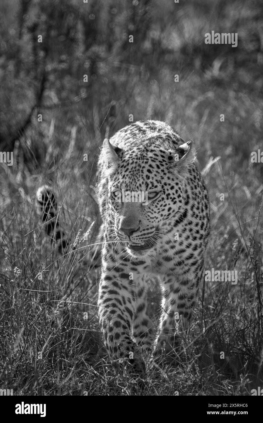 Black and white image of a stalking leopard Stock Photo - Alamy