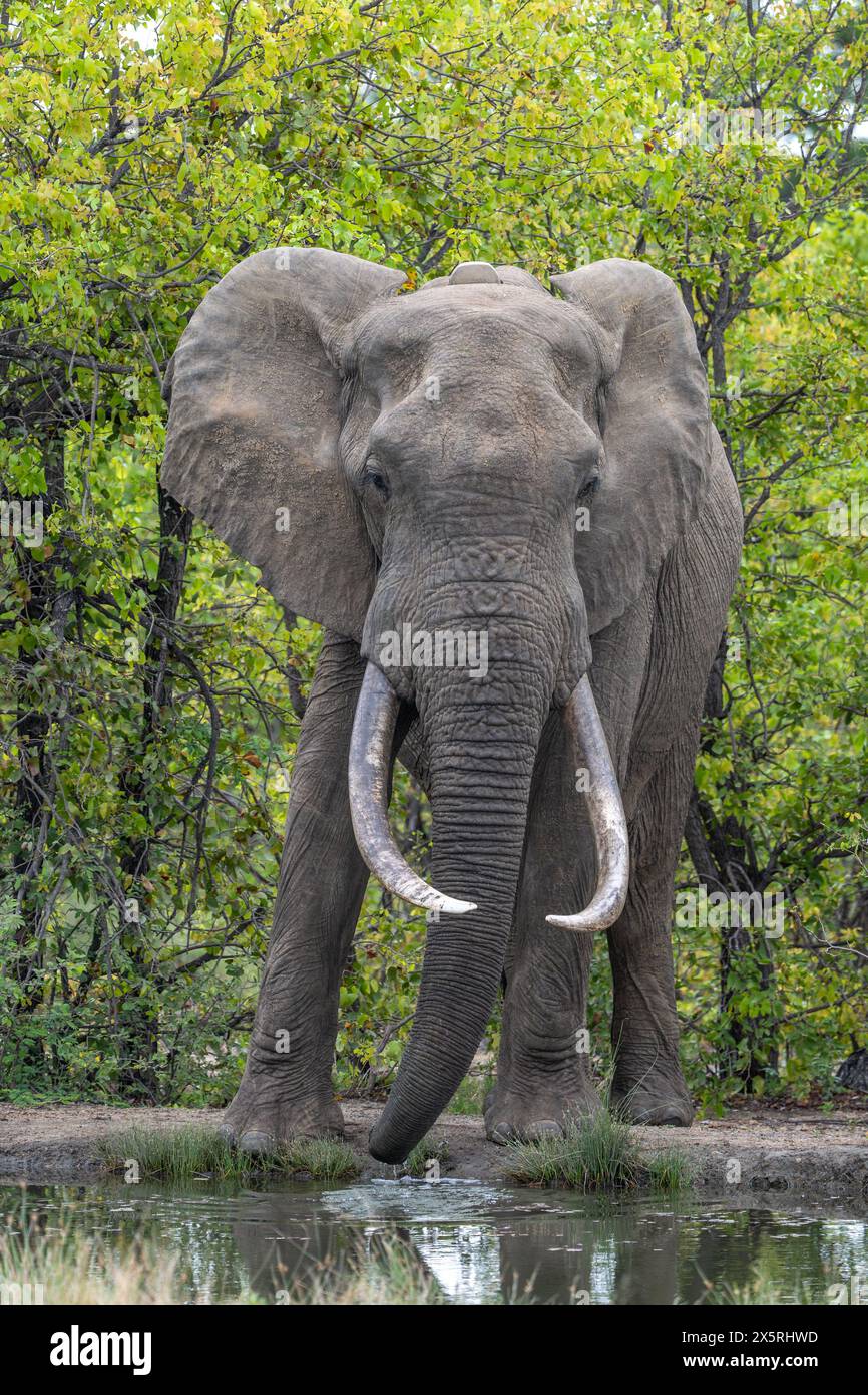 Large bull elephant with large tusks - green bush background Stock ...