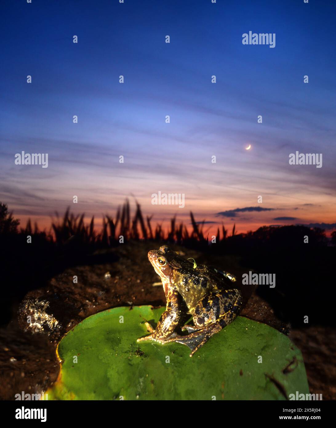 Adult Common Frog (Rana temporaria) at twilight united kingdom Stock ...