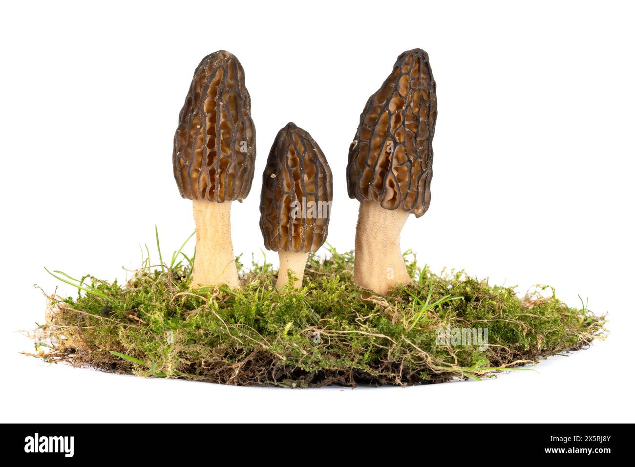 Group of three Freshly picked morels in green moss on white background ...