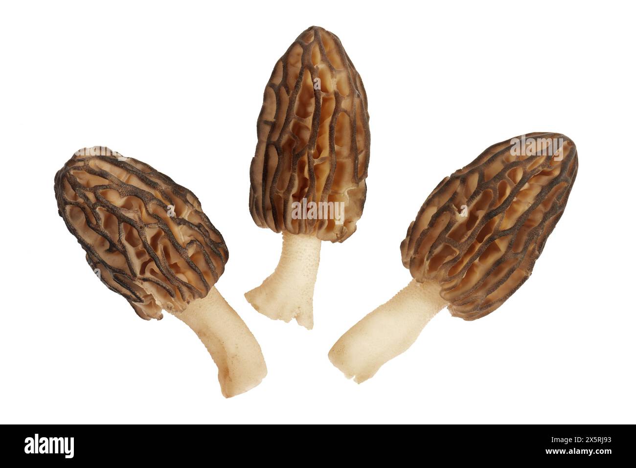 Group of three Freshly clean picked morels on white background closeup ...