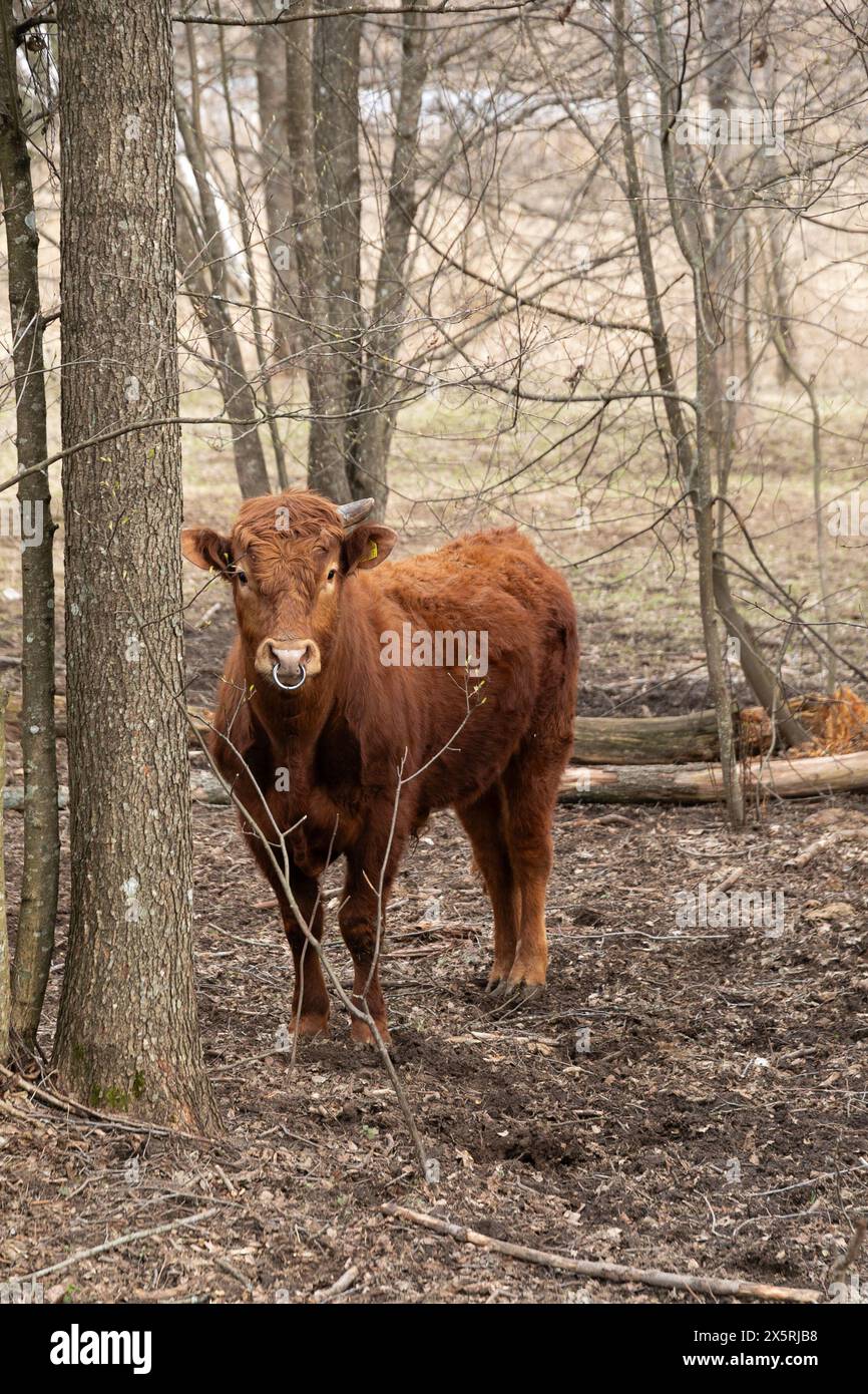 Brown Cow Standing Next to Tree in Forest Stock Photo - Alamy
