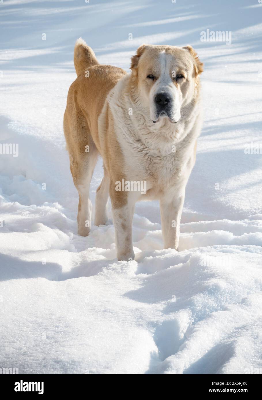 Central Asian Shepherd Dog alabai guard watching seriously doubtful ...