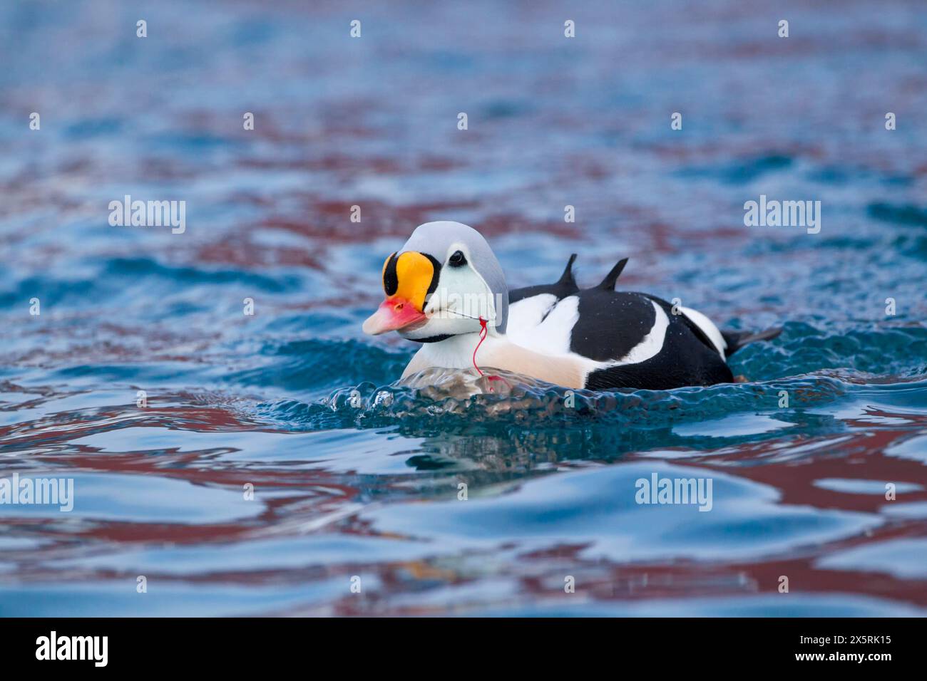 King Eider (Somateria spectabilis) male swimming with fishing hook ...
