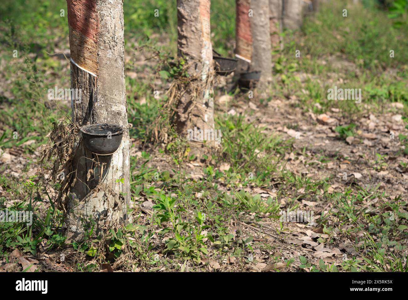 Harvesting latex from rubber trees hi-res stock photography and images ...