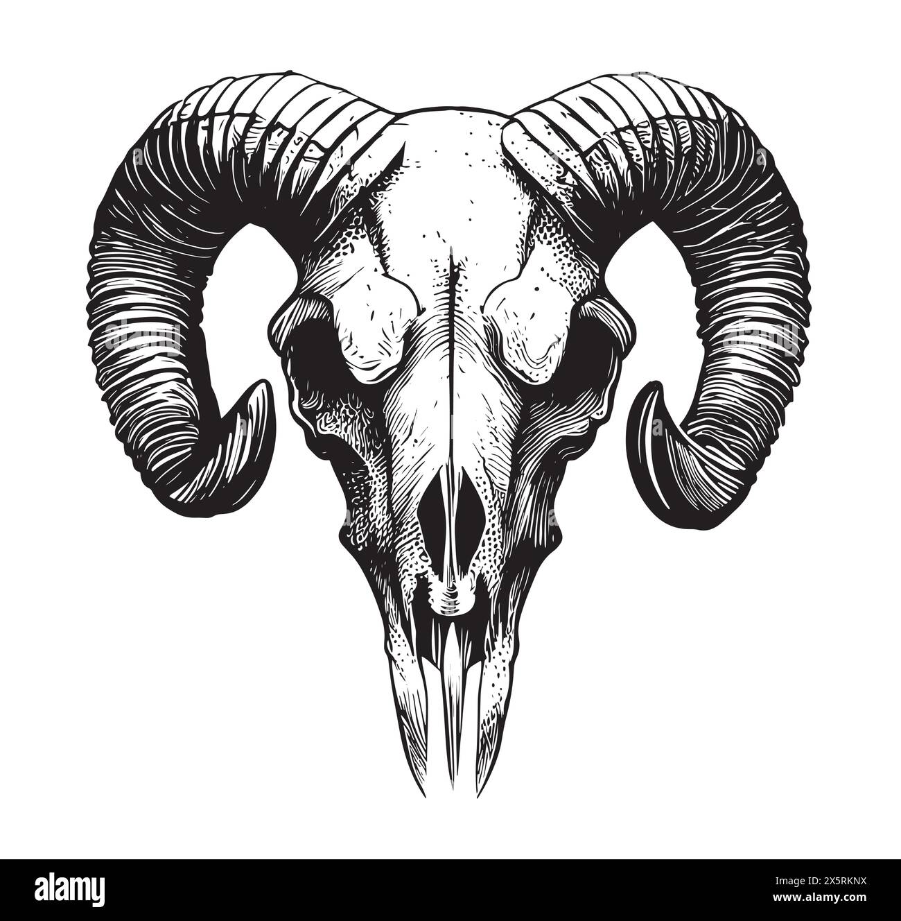 Sheep anatomy drawing hi-res stock photography and images - Alamy