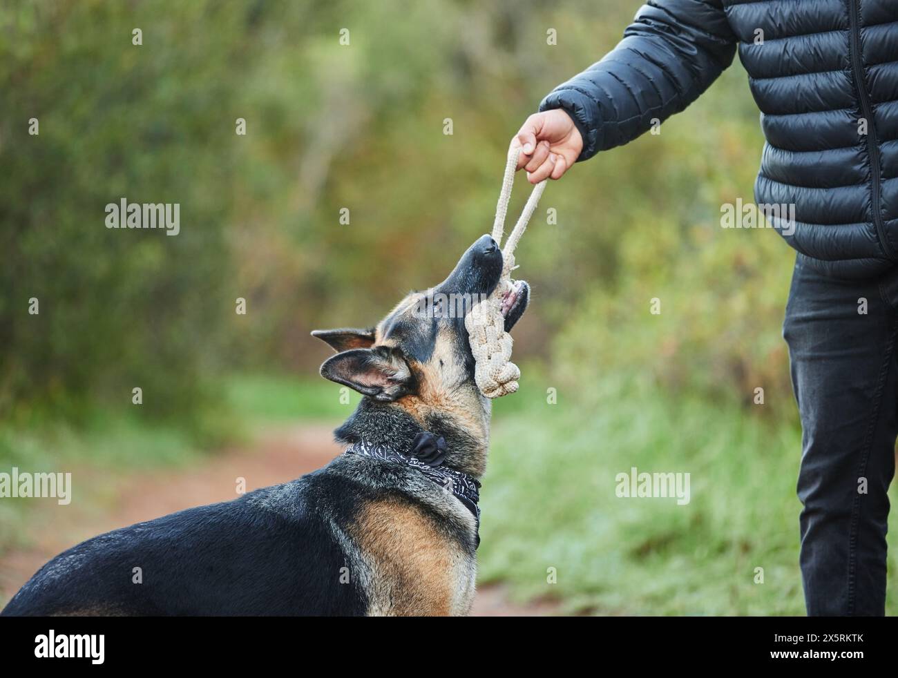 Rope, animal training or dog playing with owner for tug of war ...