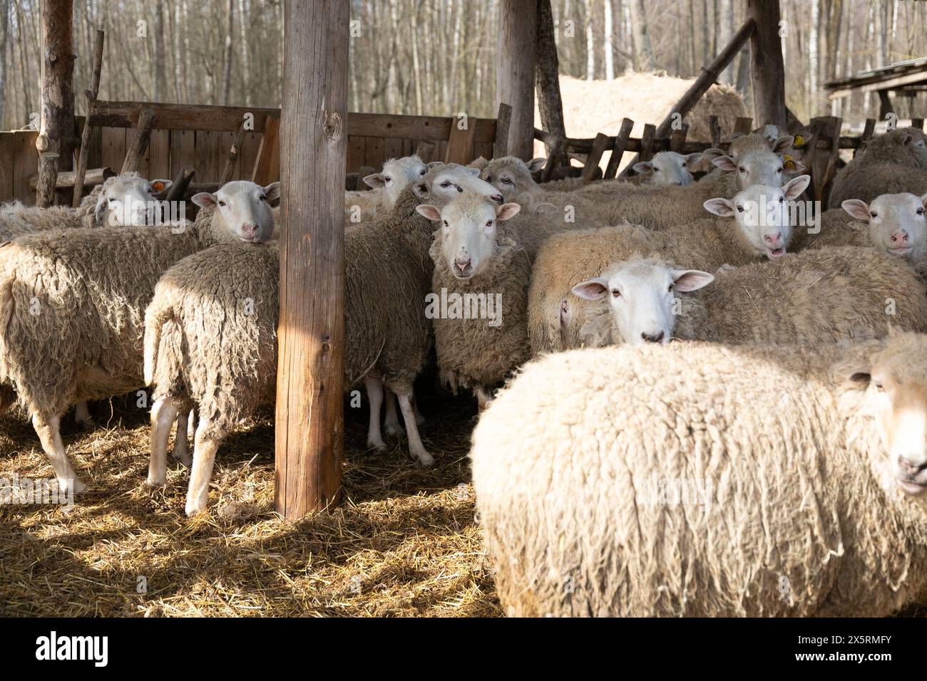A Herd of Sheep Standing Together Stock Photo - Alamy