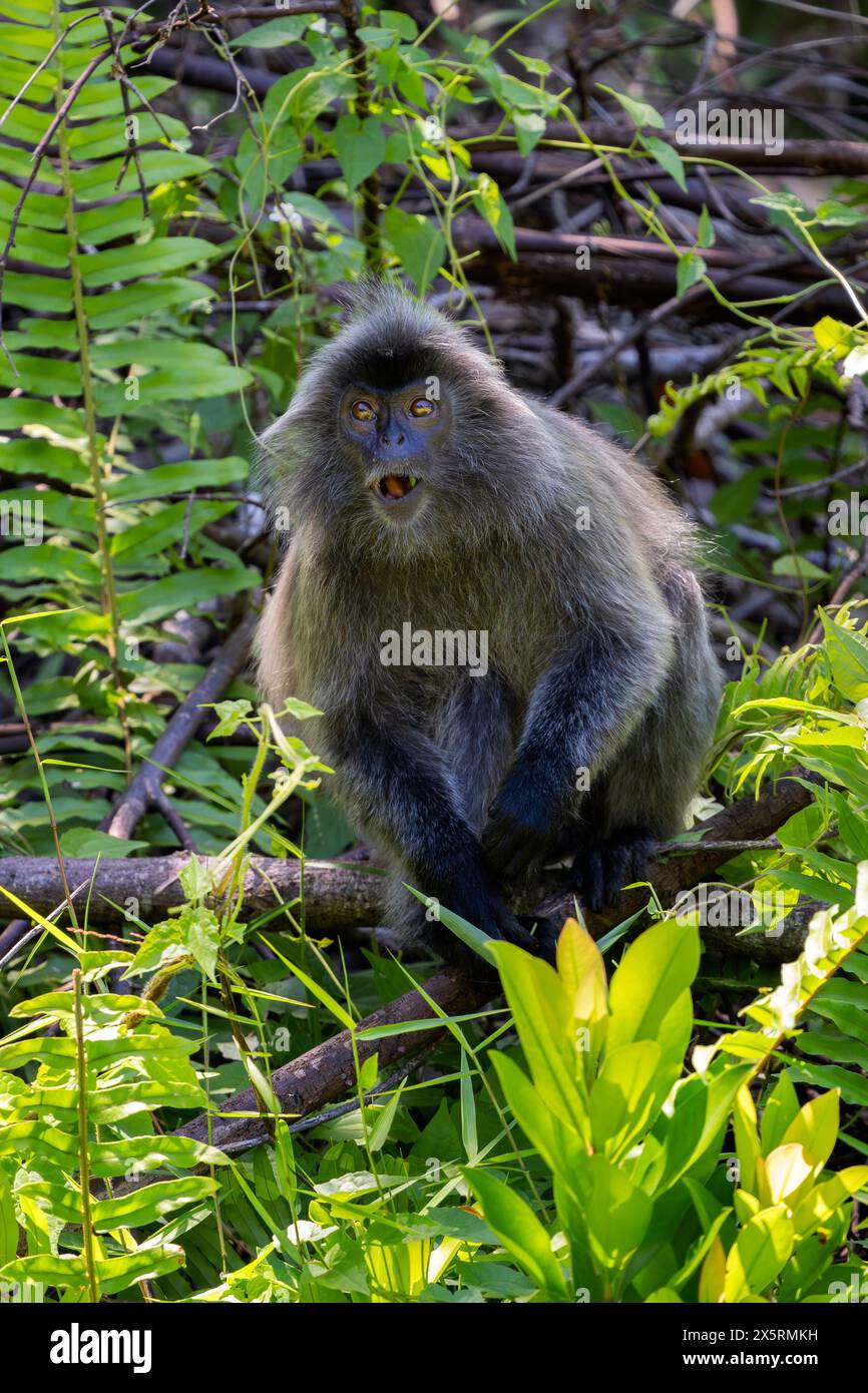 Silvered Leaf Monkey - Trachypithecus cristatus, beautiful primate with ...