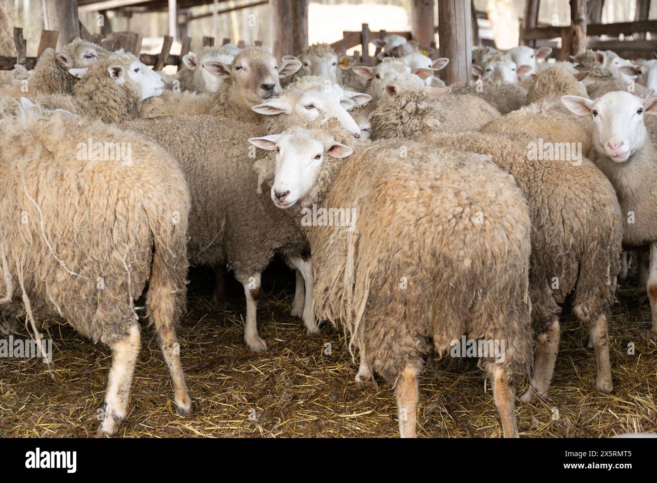 Herd of Sheep Standing Together Stock Photo - Alamy