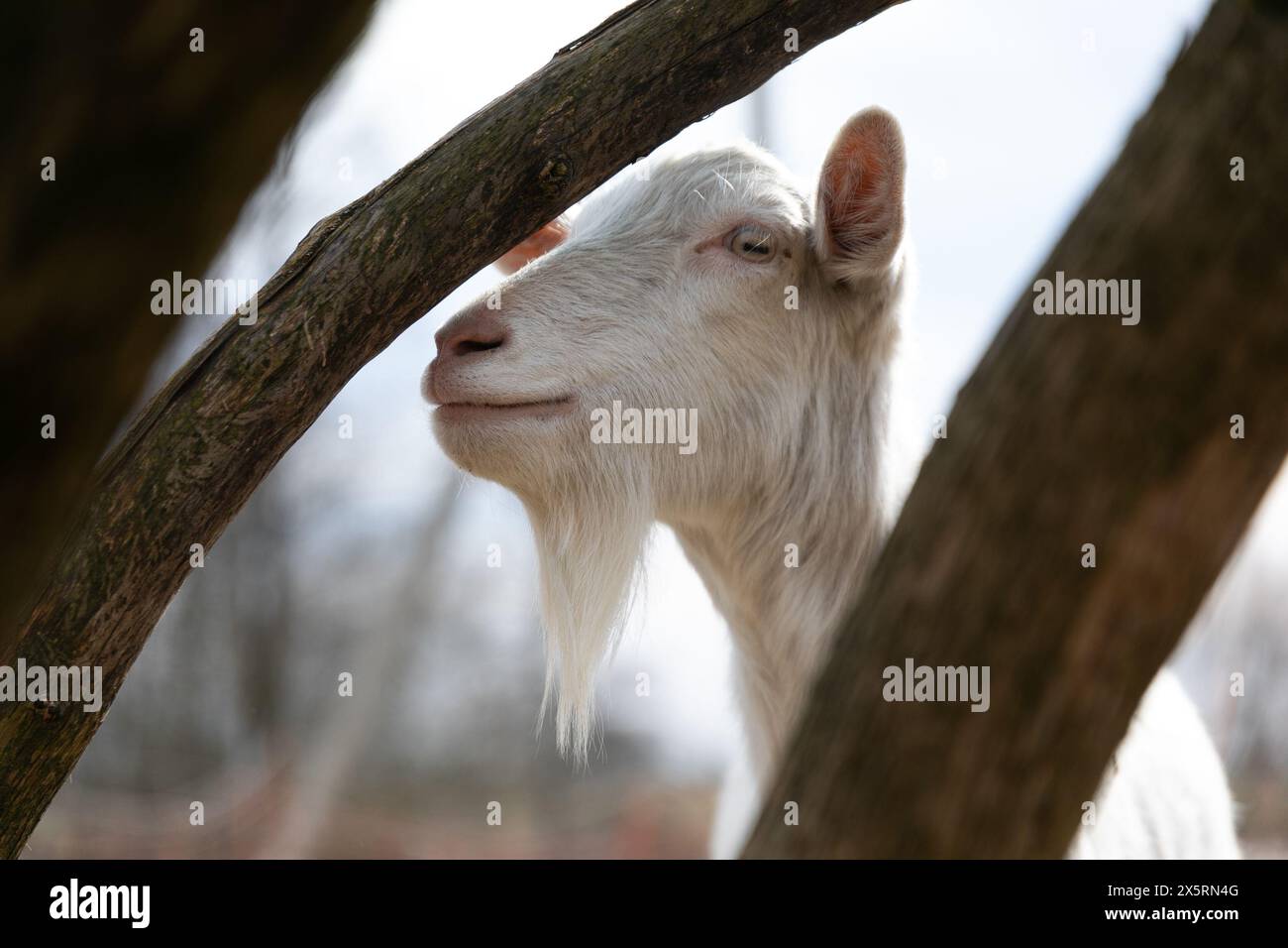 A close-up Goat Behind Tree Stock Photo - Alamy
