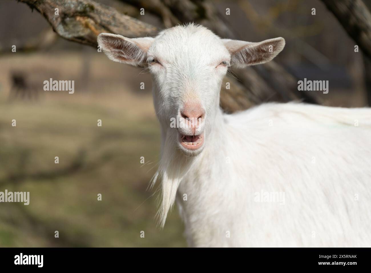 Goat eating tree leaves hi-res stock photography and images - Alamy