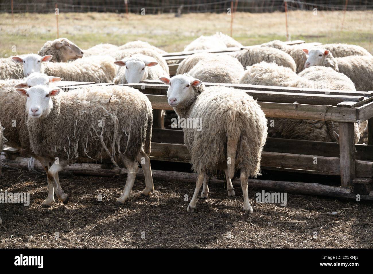 A Herd of Sheep Standing Together Stock Photo - Alamy