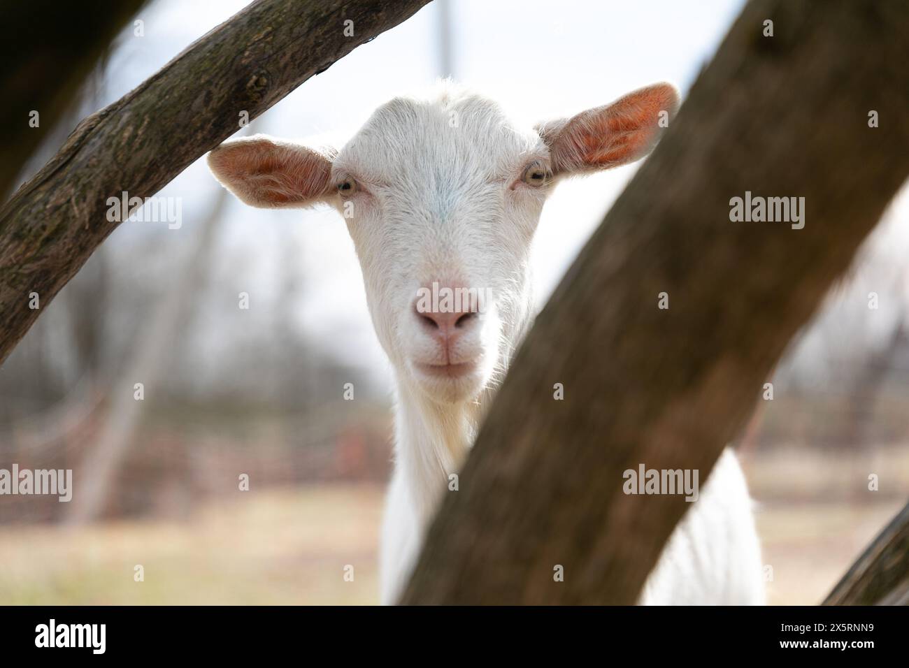 Goat behind tree branches hi-res stock photography and images - Alamy