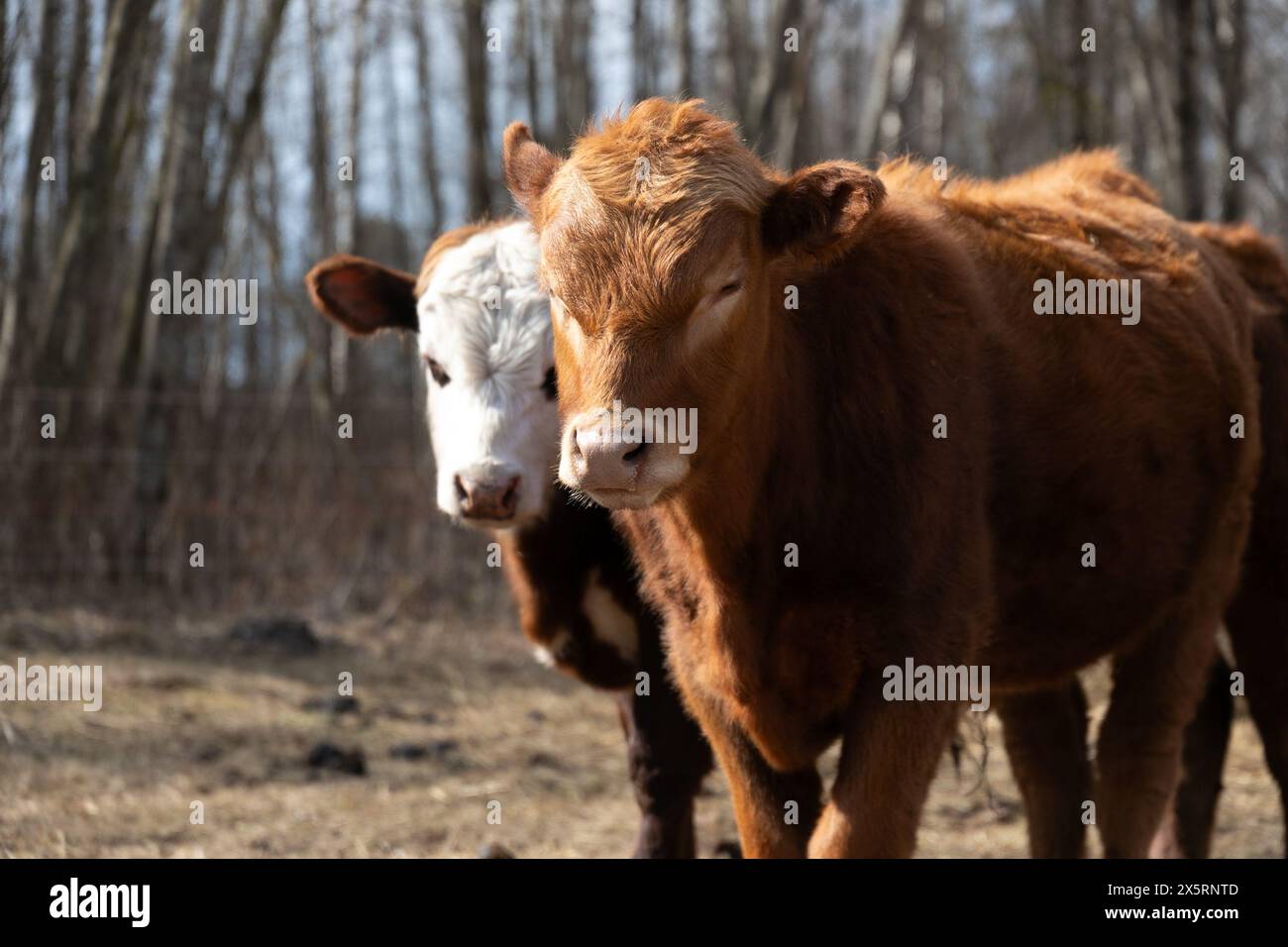 Two brown cows are standing next to each other in a field Stock Photo ...