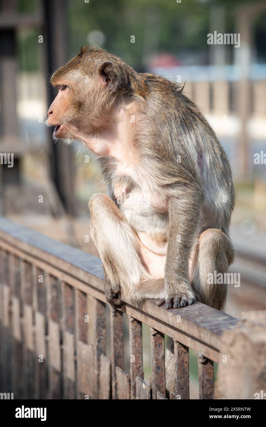 Long-tailed macaque named The crab-eating macaque screaming sitting on ...