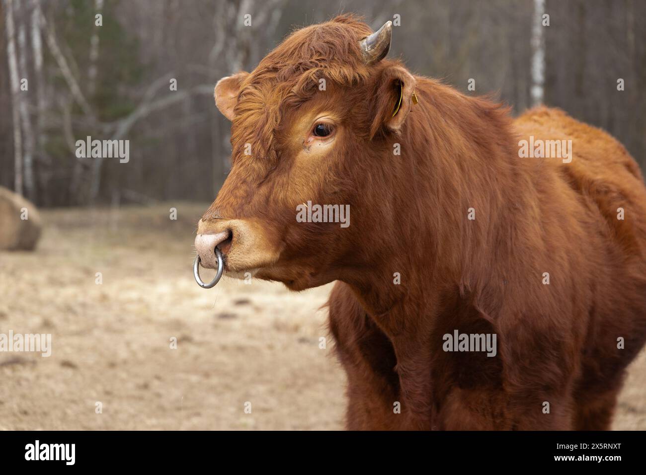 Cow standing on top dry hi-res stock photography and images - Alamy