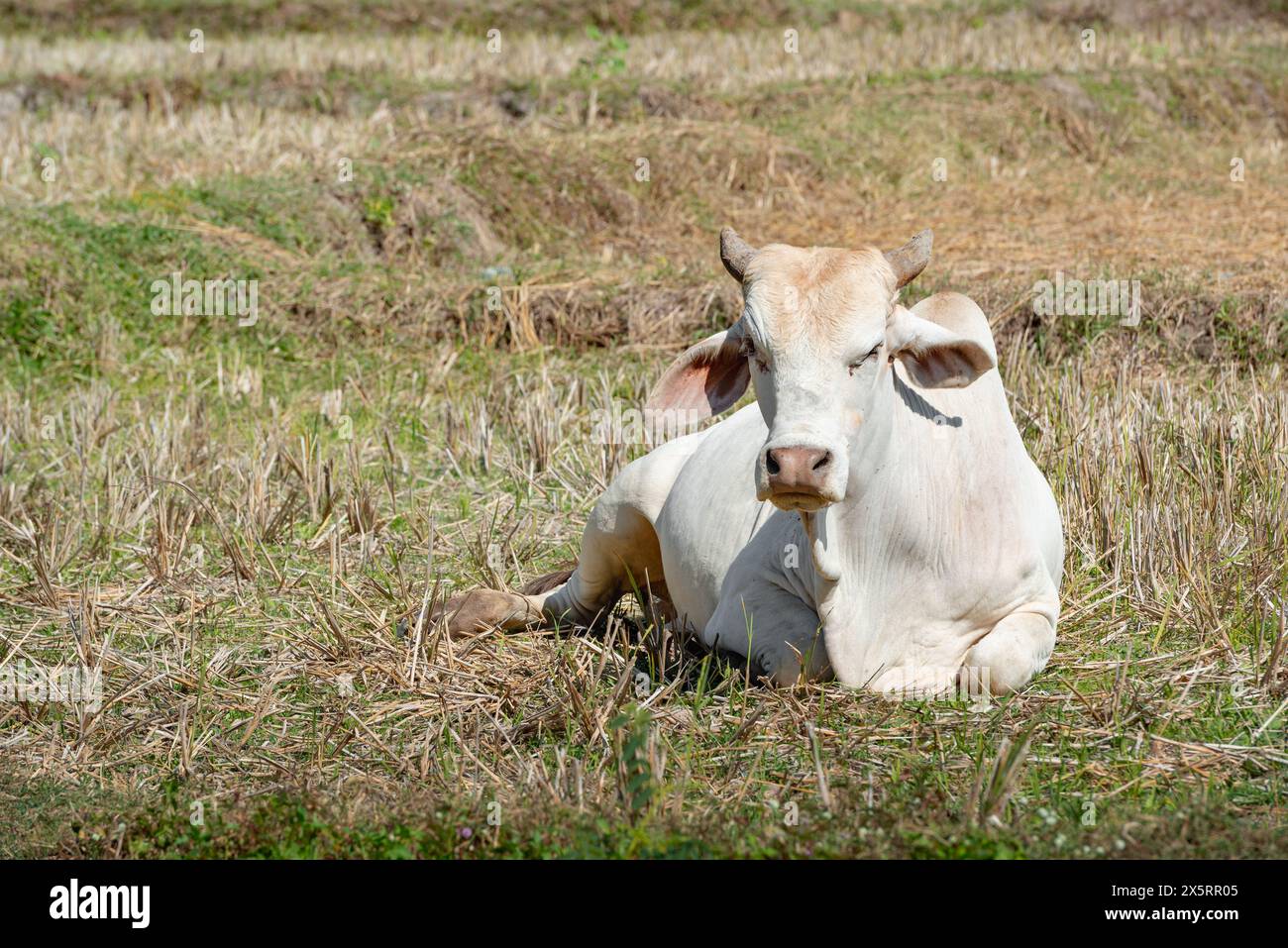 White cow calf laying on glade with straw looking straight on ...