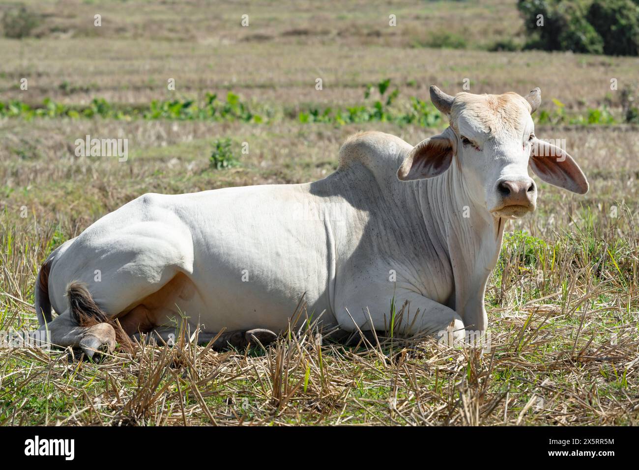 White cow calf laying on glade with straw and grass looking straight on ...