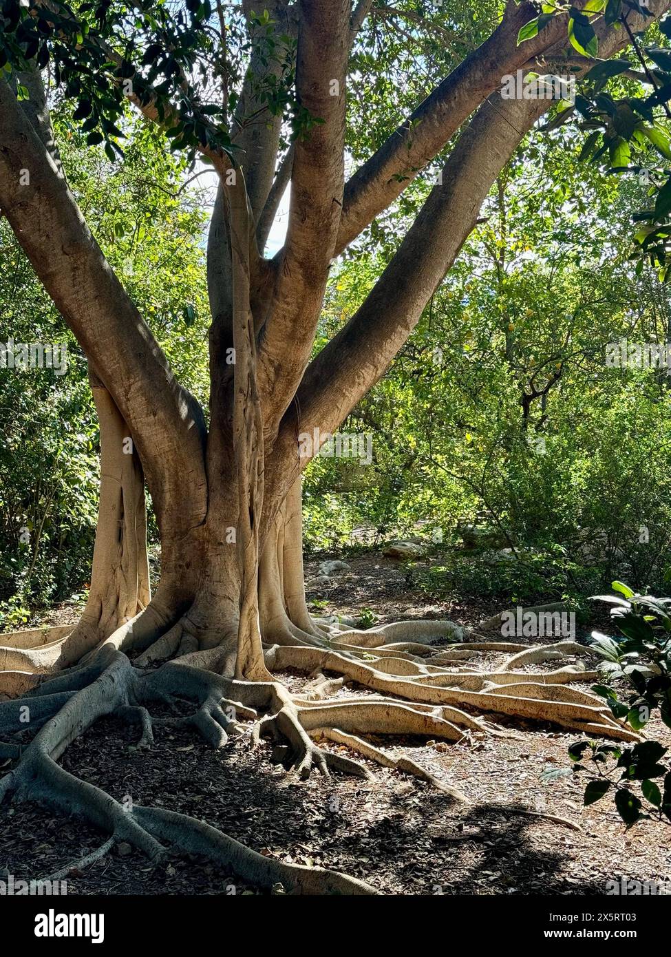 A big weeping fig (ficus benjamina) at sunset Stock Photo - Alamy