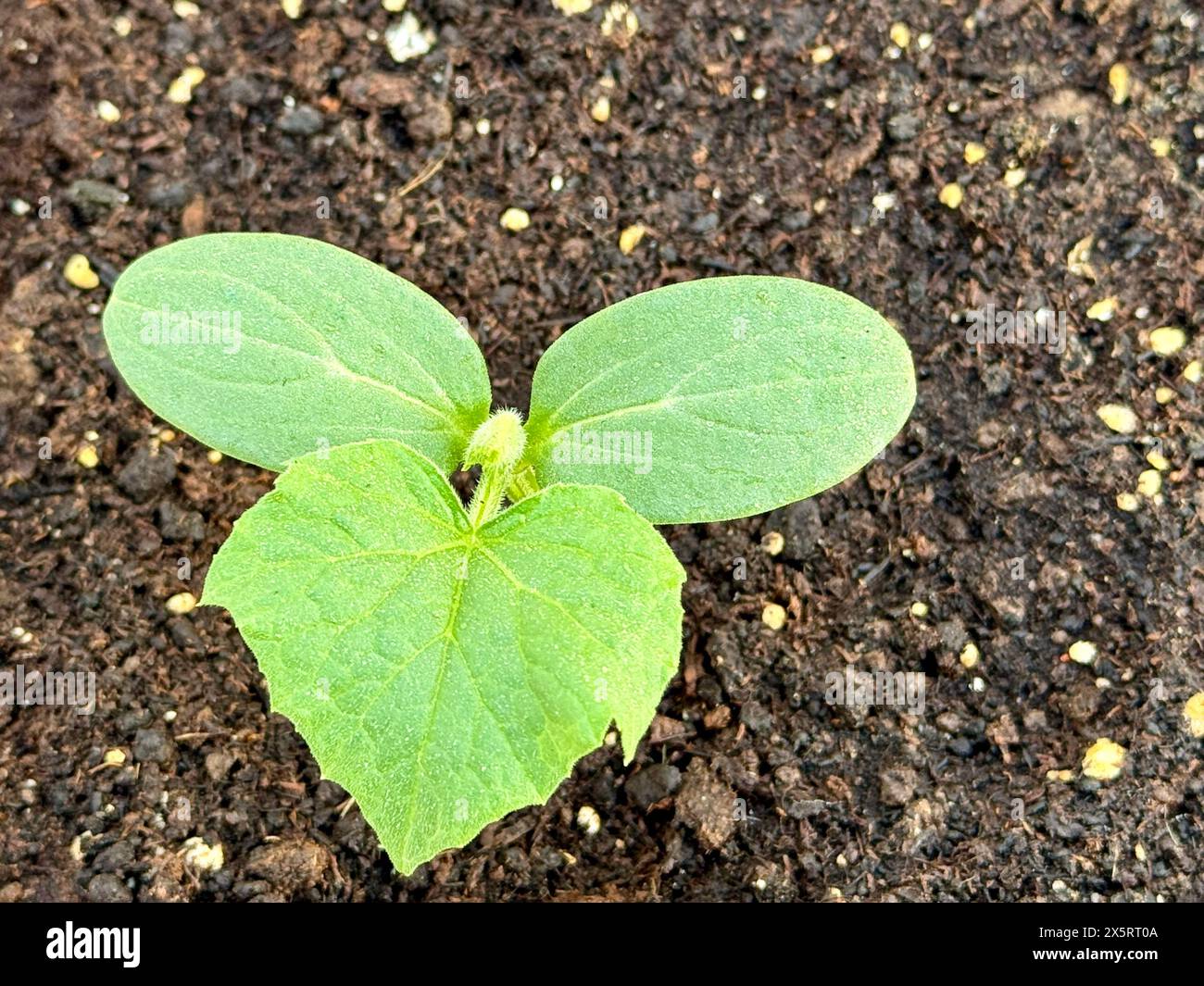 Cucumber sprout growing from seeds in a pot Stock Photo - Alamy