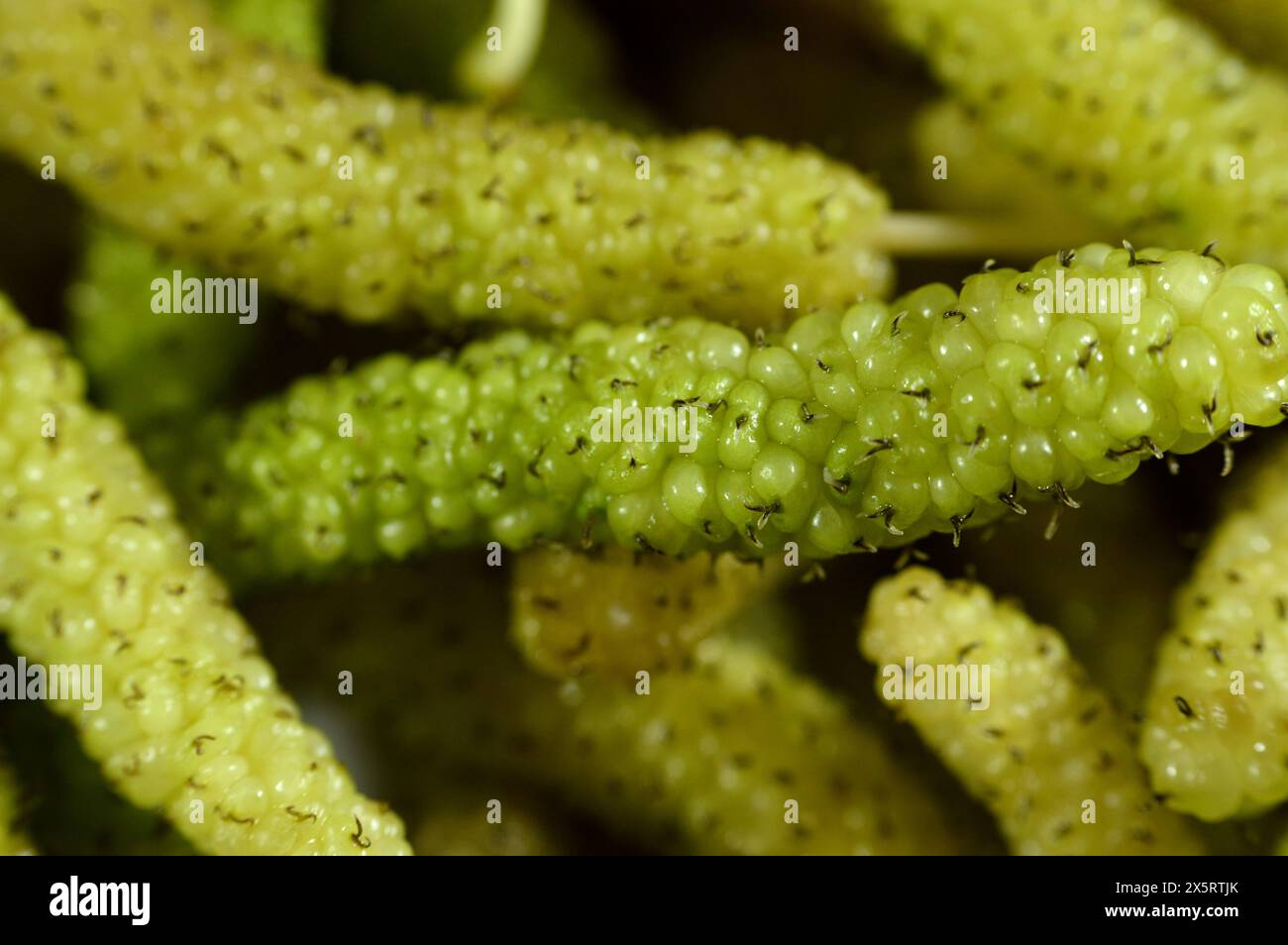 White Shahtoot Mulberry fruits, Long Morus nigra or alba edible fruit ...