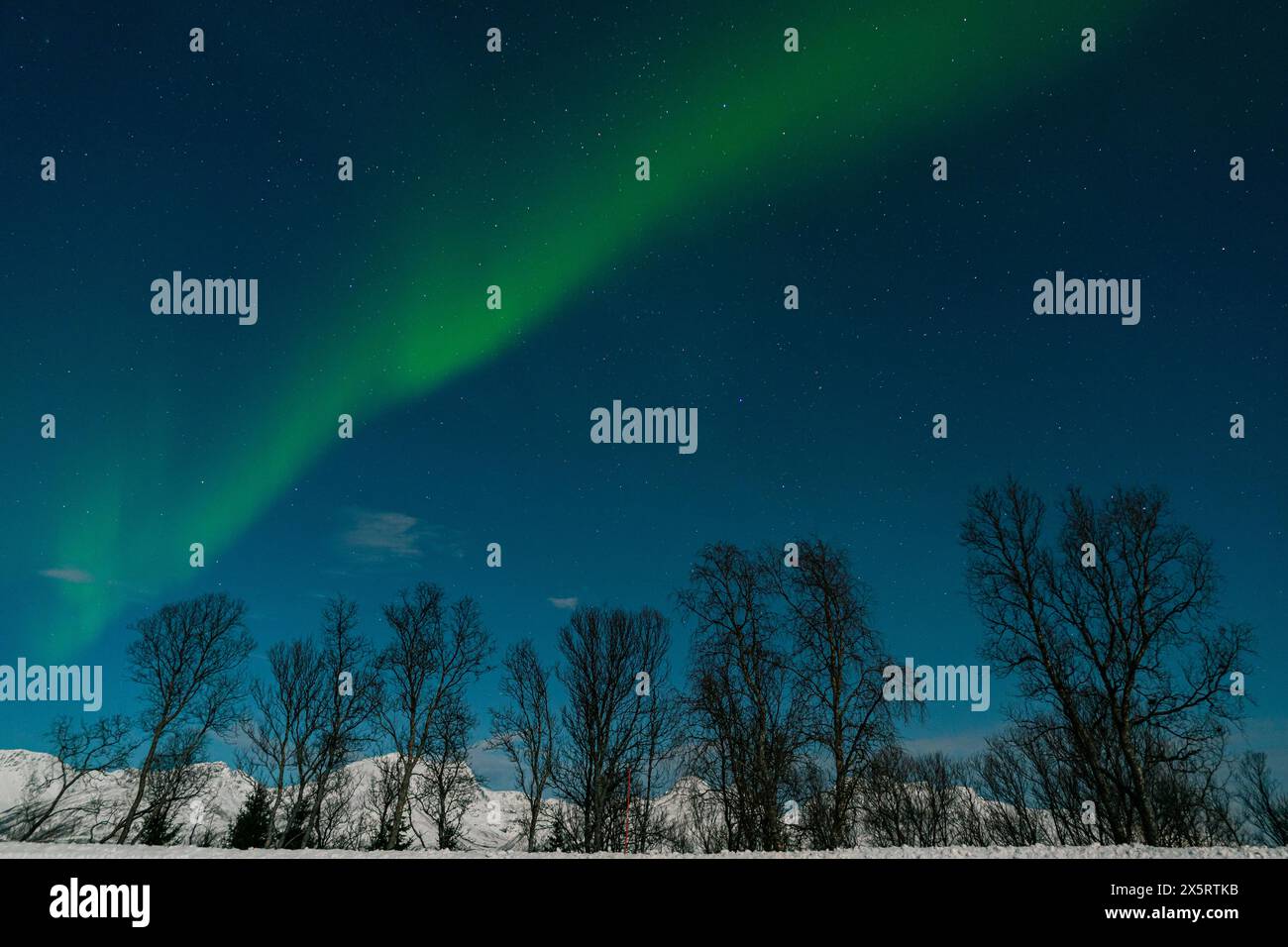 Aurora Borealis, Northern Lights Landscape with Trees and Snow in ...