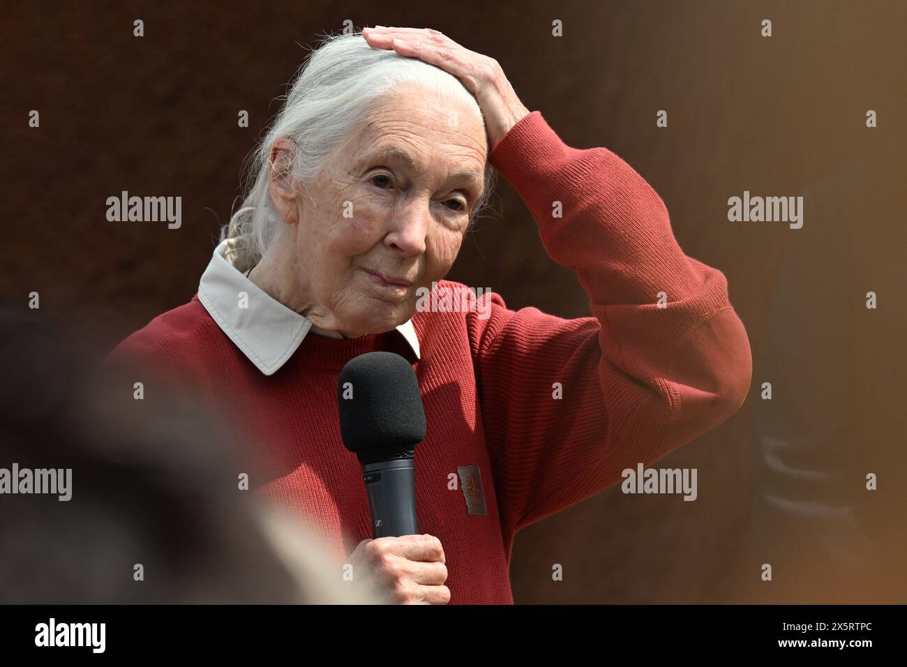 Cube gorilla hi-res stock photography and images - Alamy