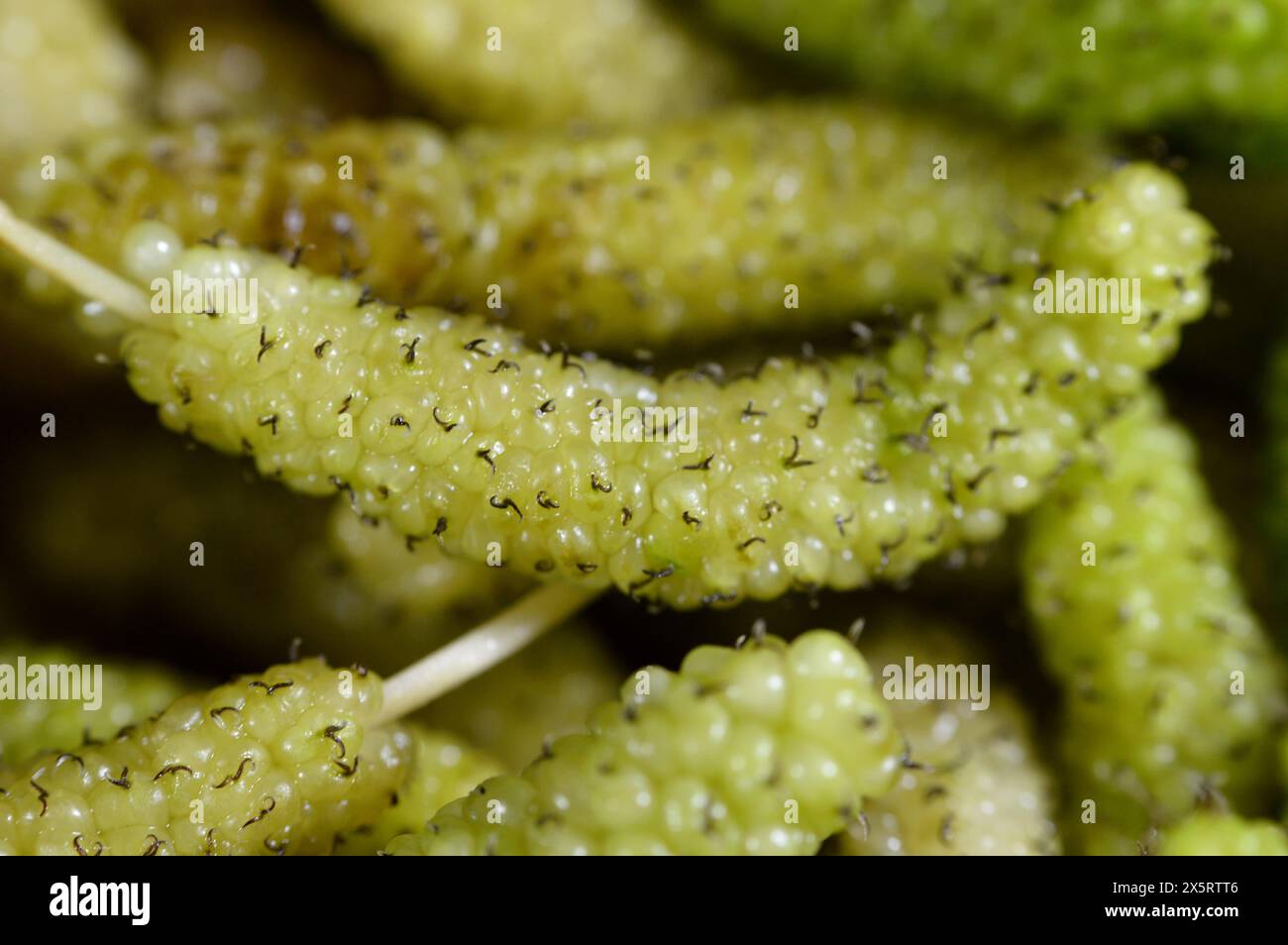 White Shahtoot Mulberry fruits, Long Morus nigra or alba edible fruit ...