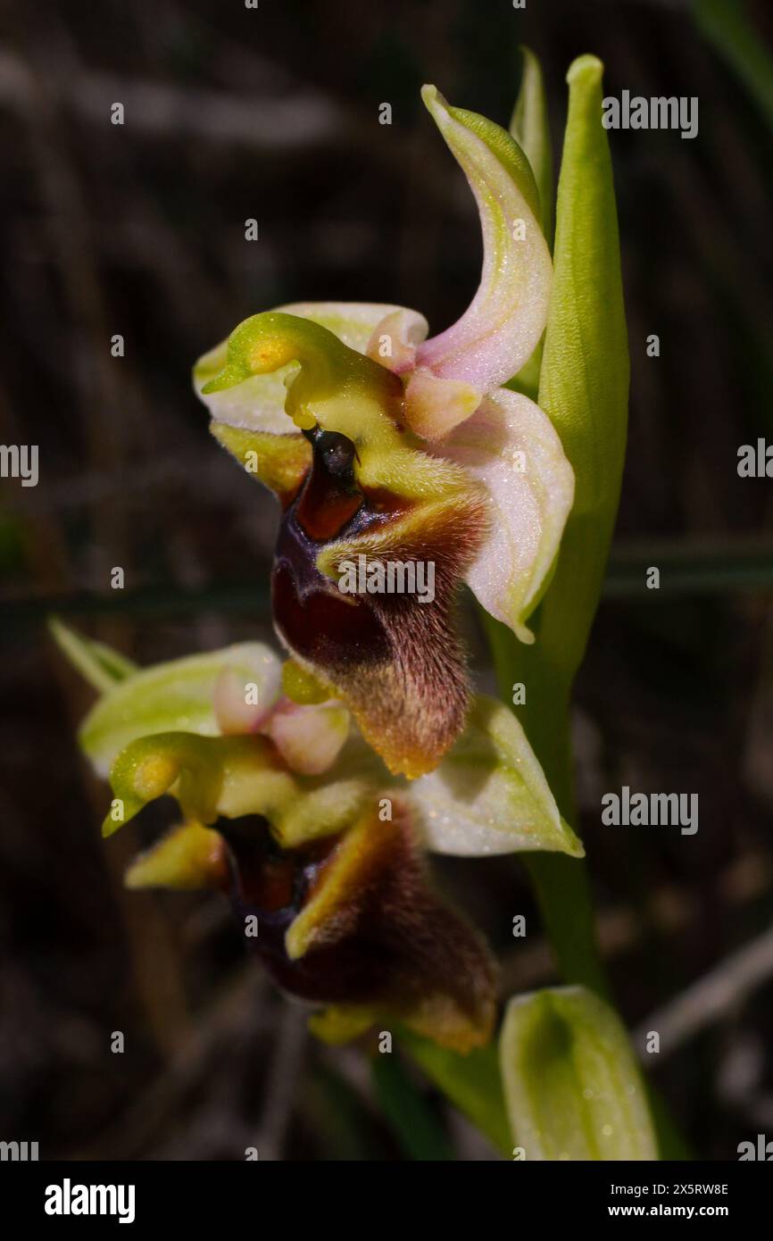 Flowers of the Levant orchid (Ophrys levantina) on Cyprus, lateral view ...