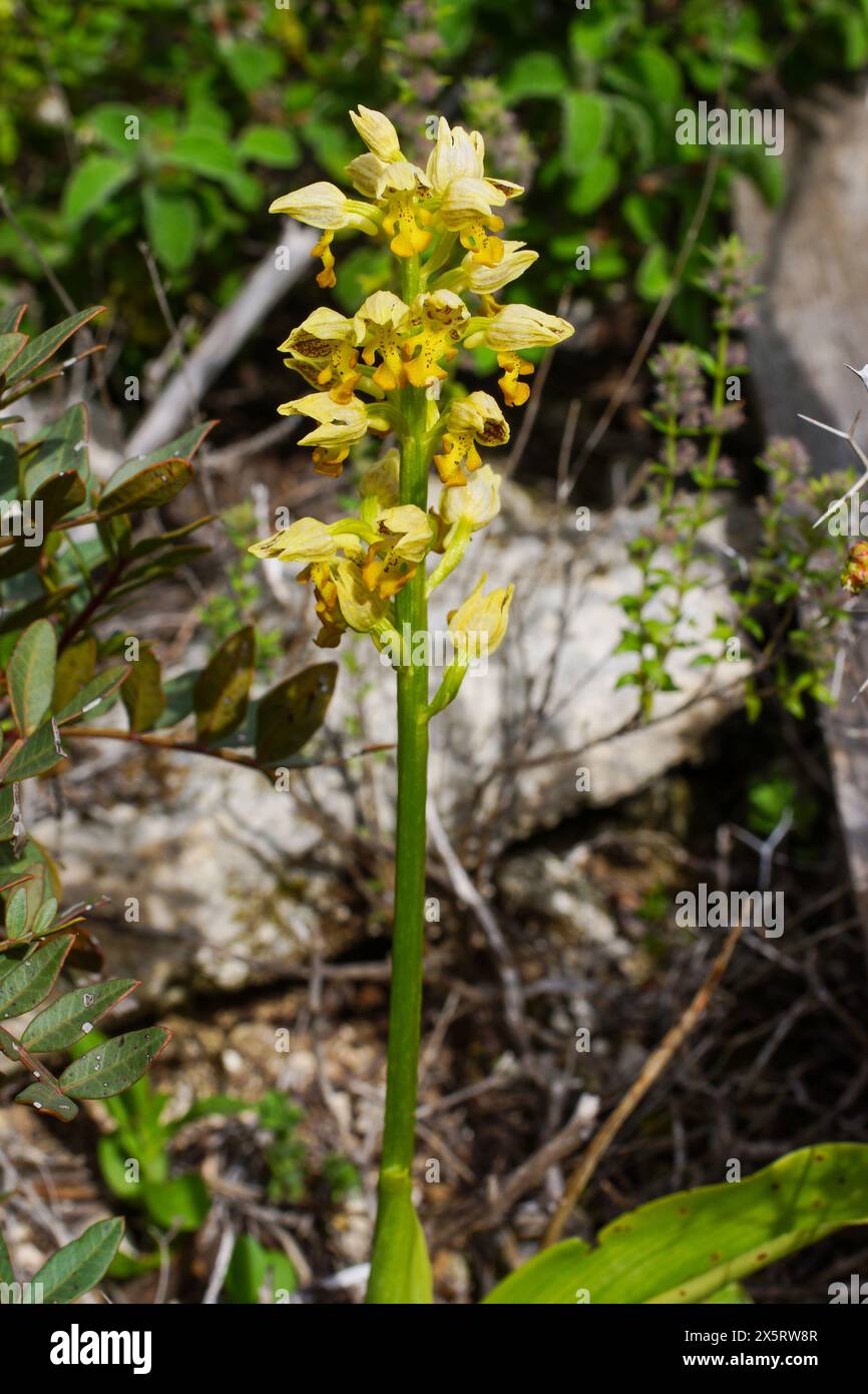 Plant of the small-dotted orchid (Orchis punctulata) in full bloom ...
