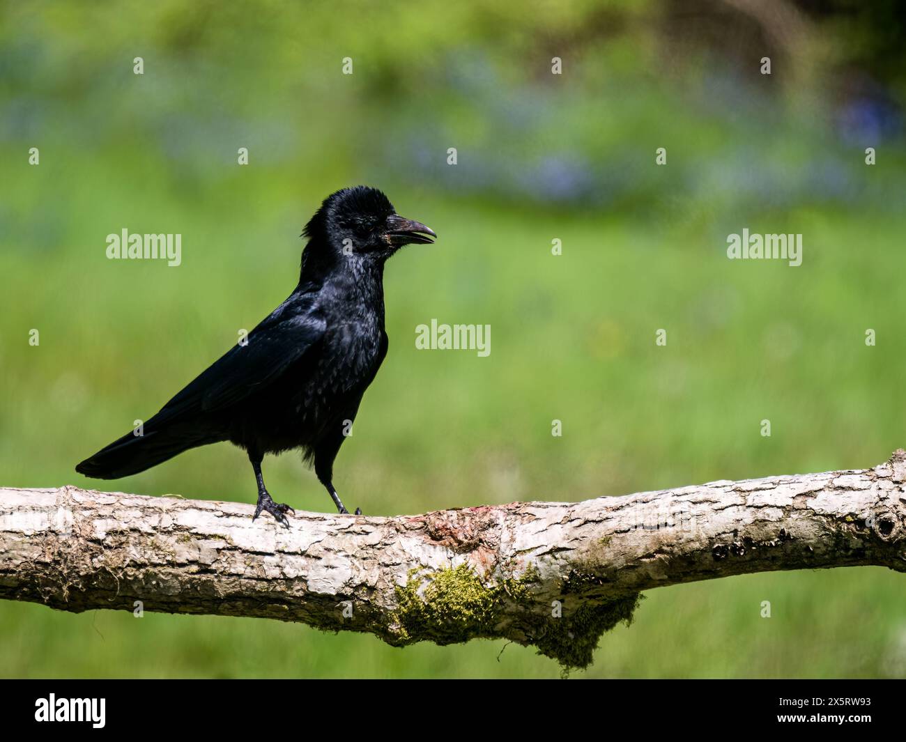 Uk crow hi-res stock photography and images - Alamy