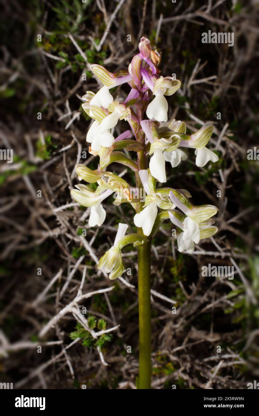 Whitish flowering Syrian green-winged orchid (Anacamptis morio ssp ...
