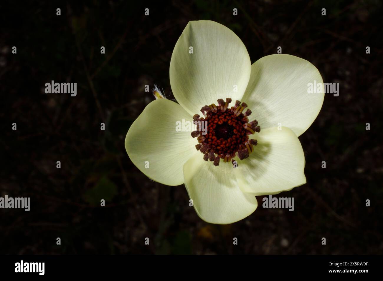 White flower of the Persian buttercup (Ranunculus asiaticus), view from ...