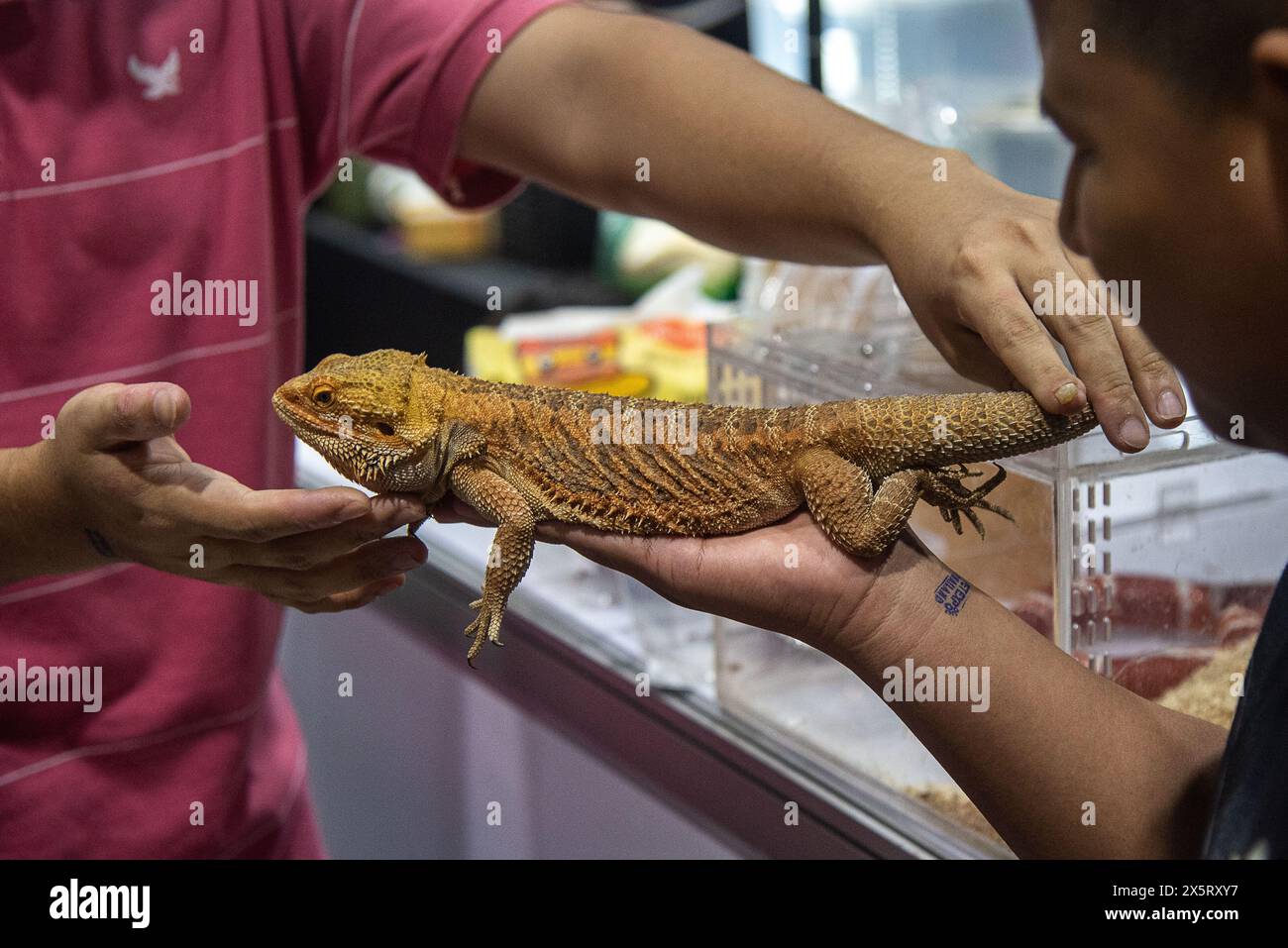 Bangkok, Thailand. 11th May, 2024. A kid seen carry a bearded dragon ...