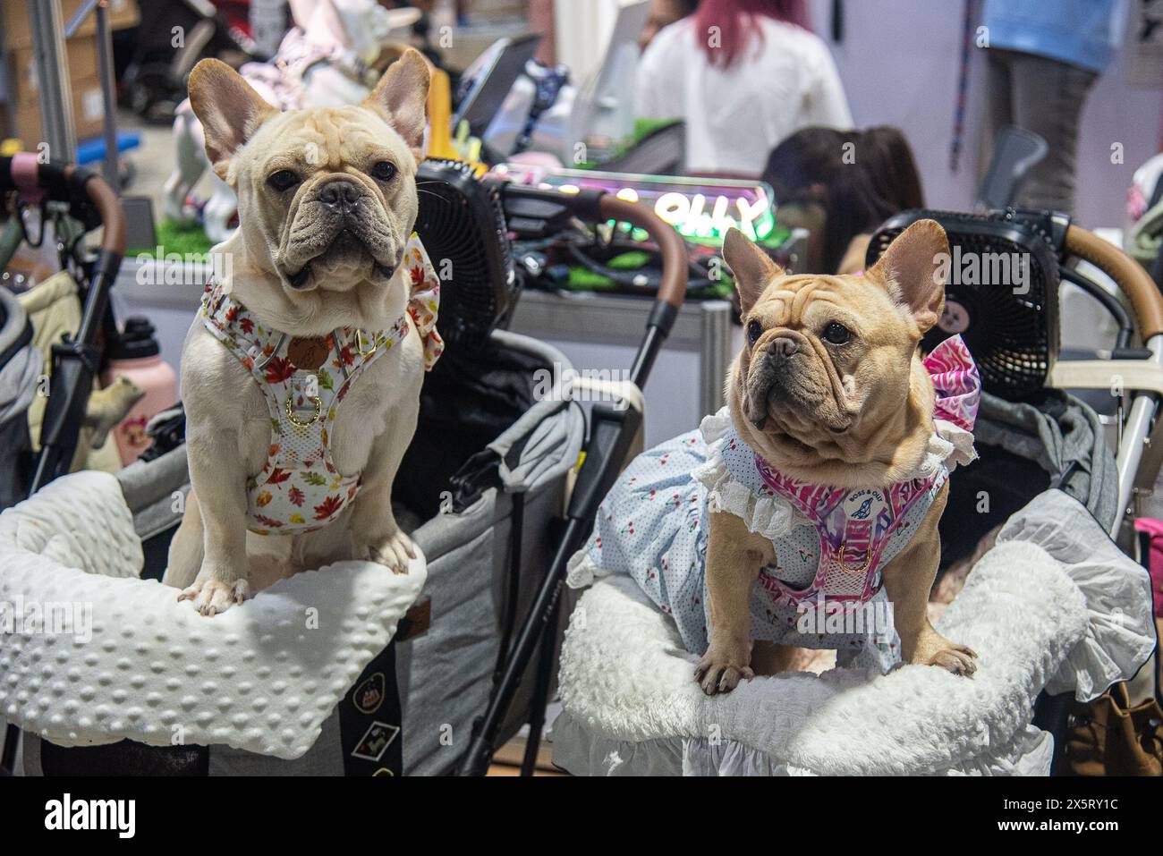Bangkok, Thailand. 11th May, 2024. French bulldogs seen in a stroller ...