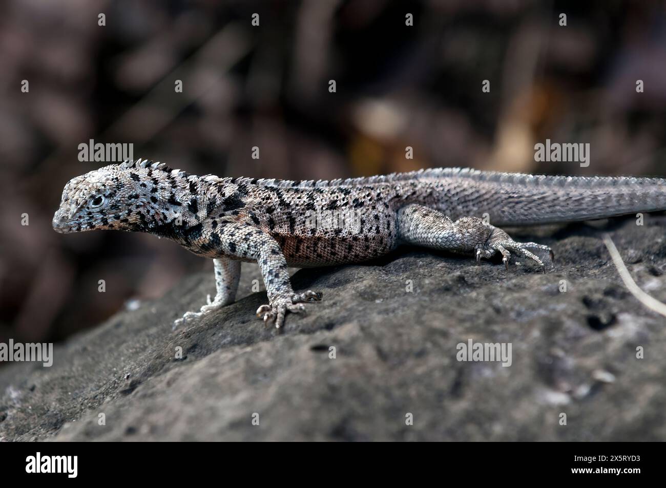 nta Fé, Galapagos (Ecuador Stock Photo - Alamy