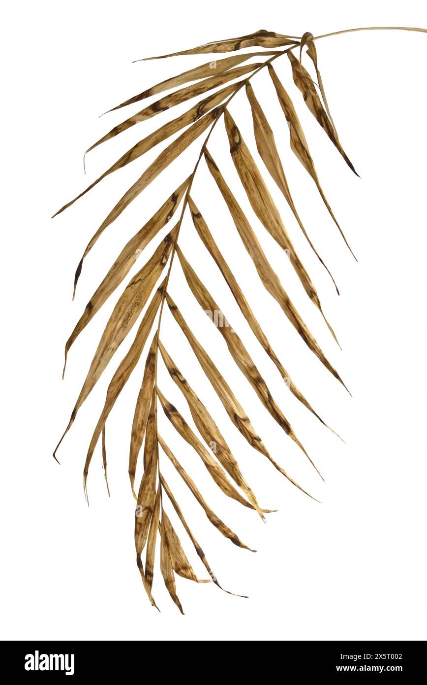 Dried out and dead frond on a Parlour Palm indoor Palm. White ...