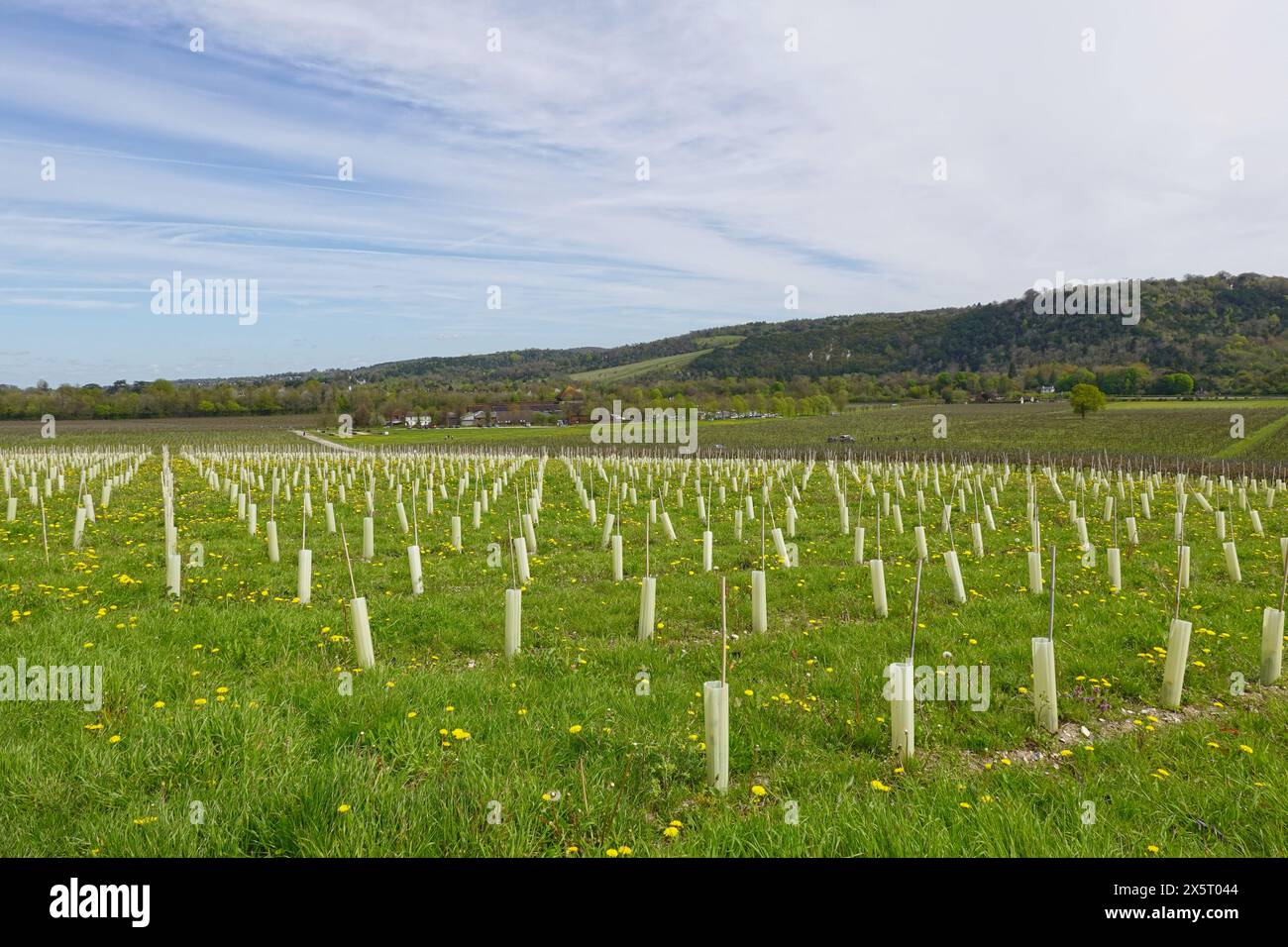 Planted vineyard hi-res stock photography and images - Alamy